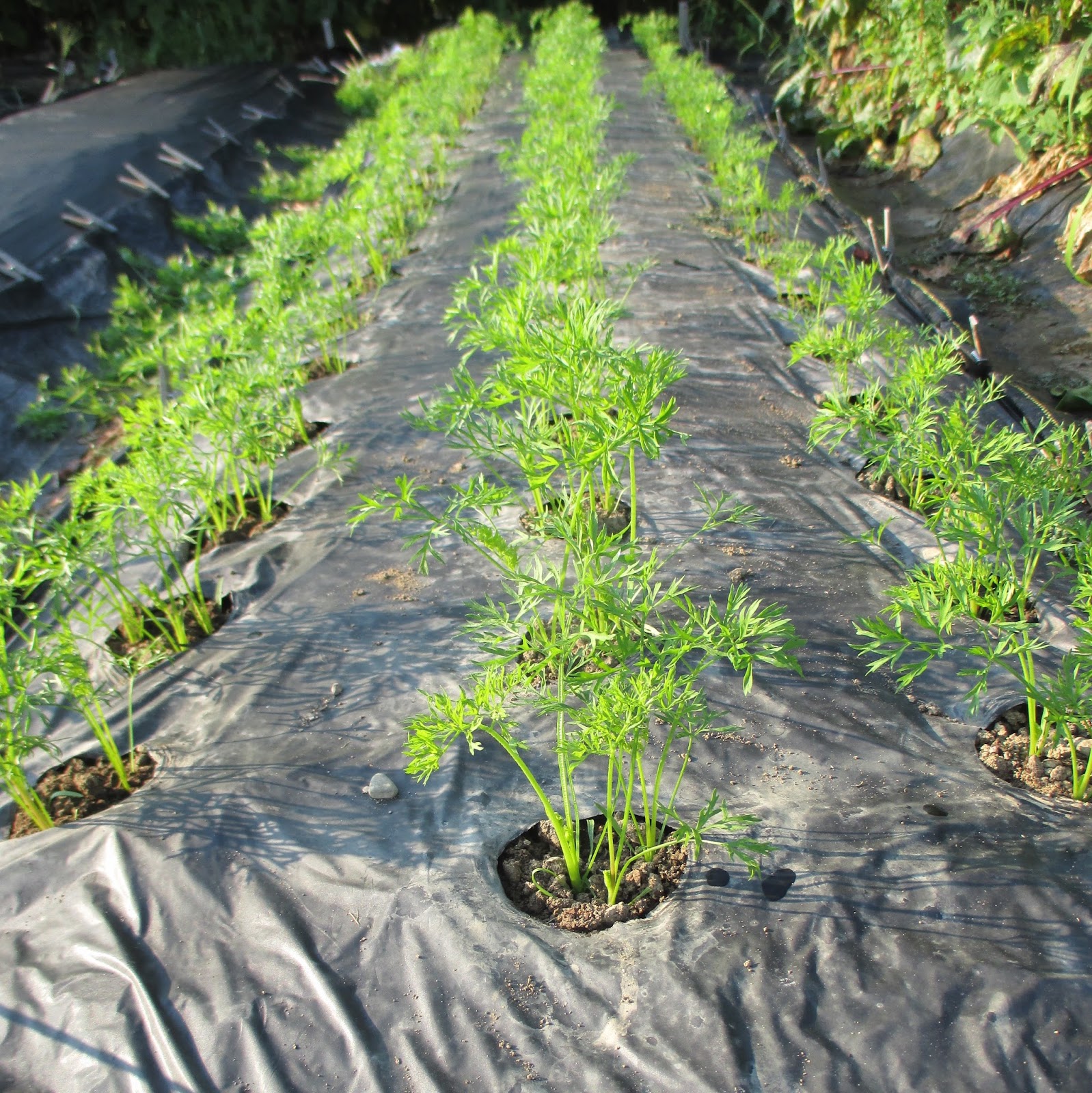 The Deliberate Agrarian: Solarizing Garden Beds