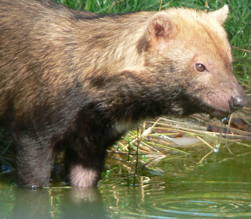 Perro de monte "Potos flavus": Importancia Ambiental