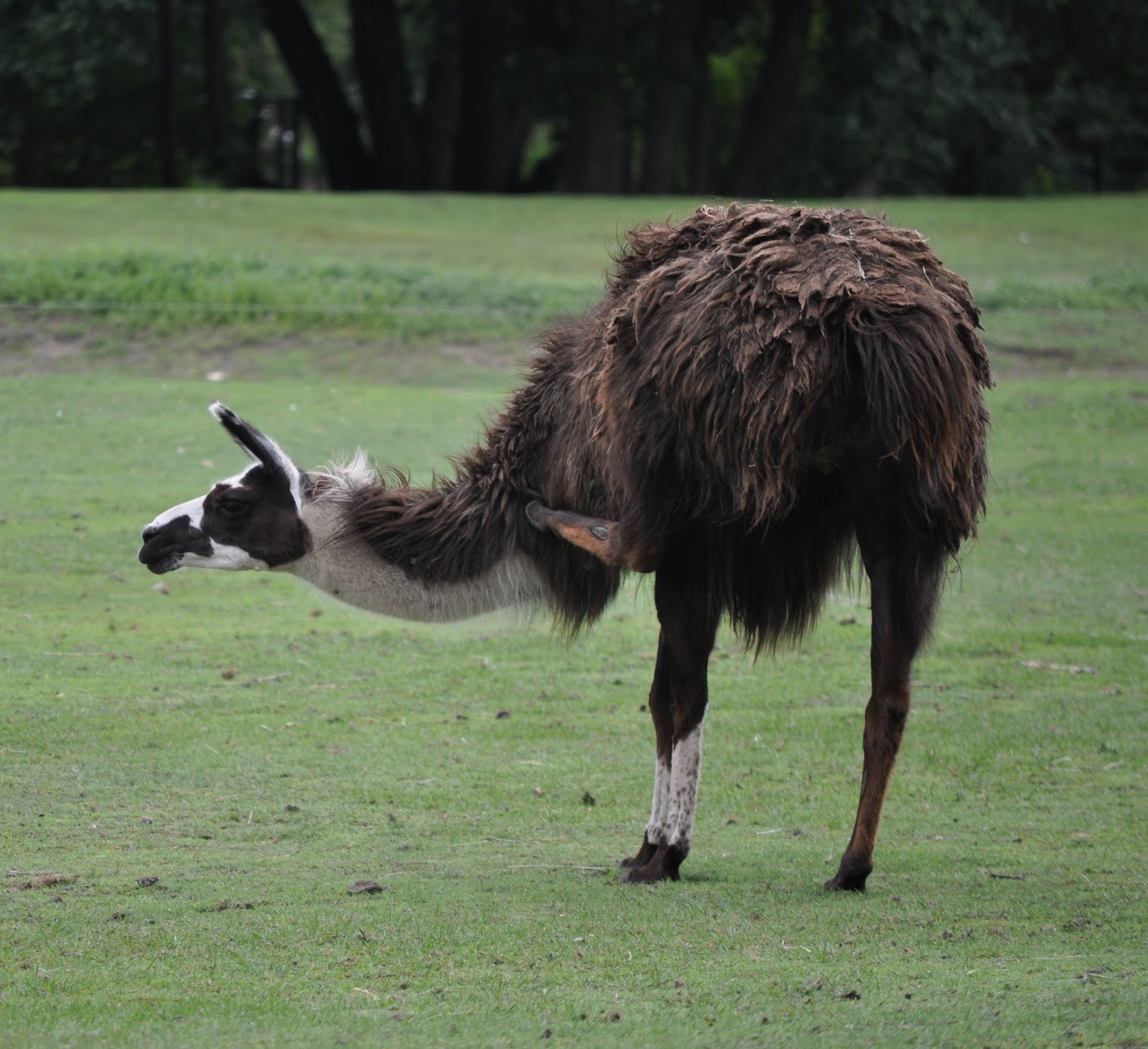 ZOOTOGRAFIANDO (MI COLECCIÓN DE FOTOS DE ANIMALES): LLAMA / LLAMA (Lama ...