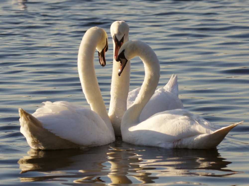 Kensington Gardens and Hyde Park birds