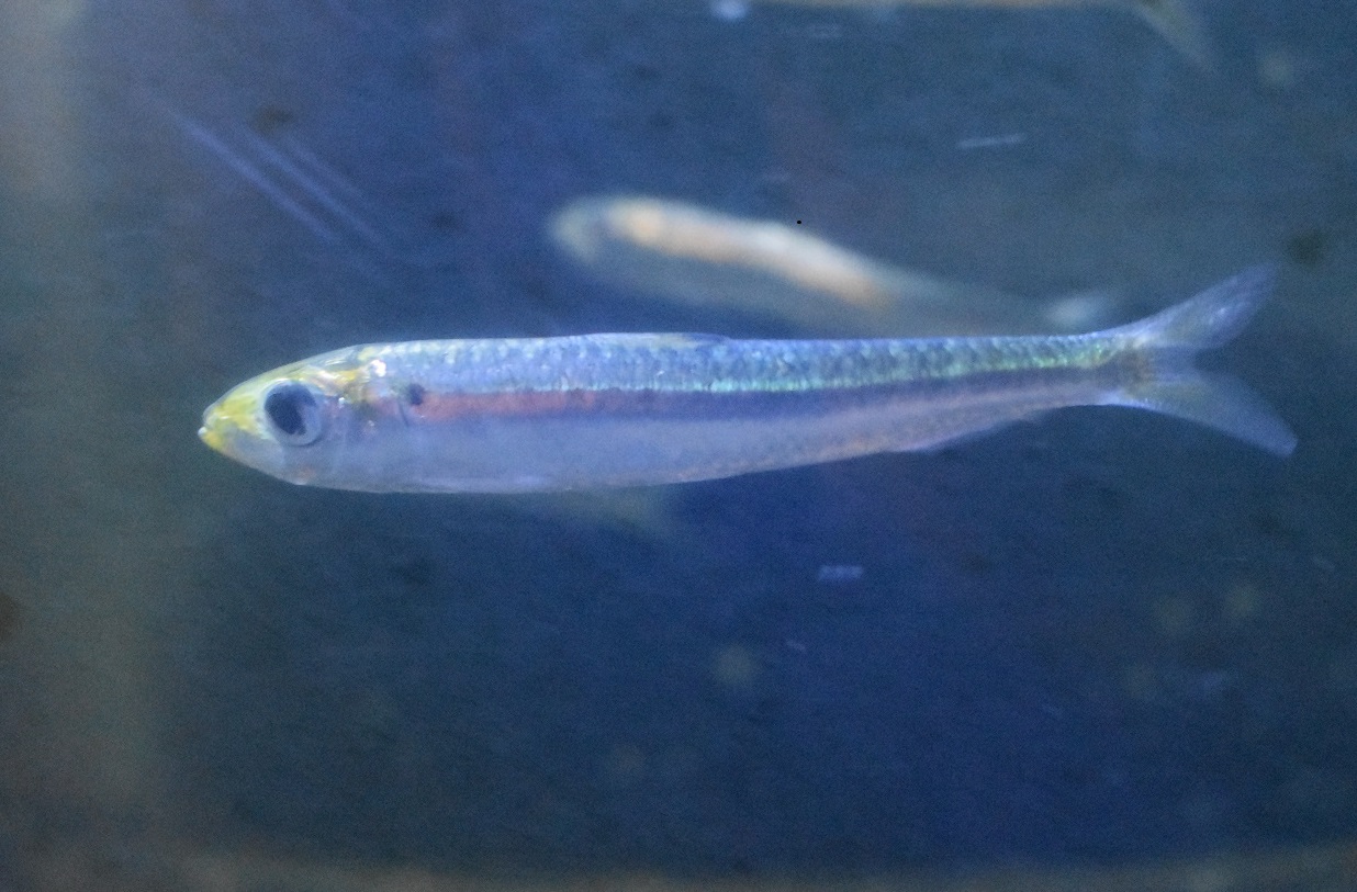 ZOOTOGRAFIANDO (6.100 ANIMALS): SARDINA COMÚN / EUROPEAN PILCHARD ...