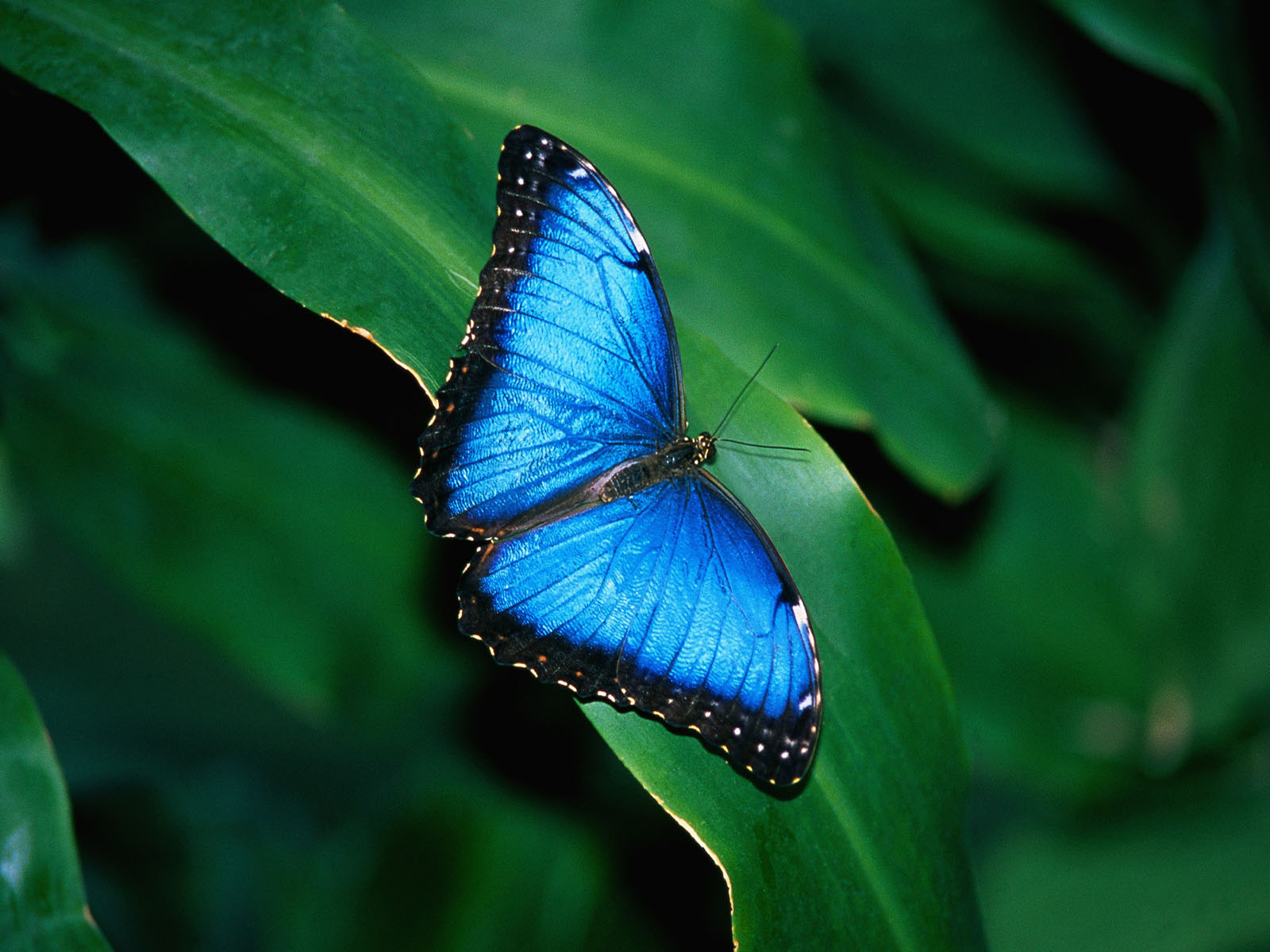 Butterflies HQ Wallpapers and Backgrounds | Blu Ray | Wallpapers 2012 ...