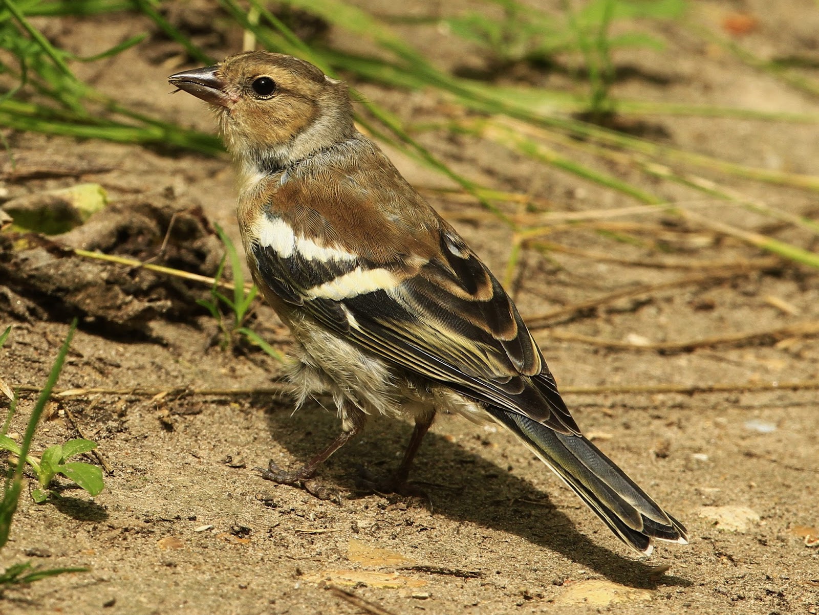 The Breckland Birder: Kelling Heath and Kelling Quags, Norfolk (with ...