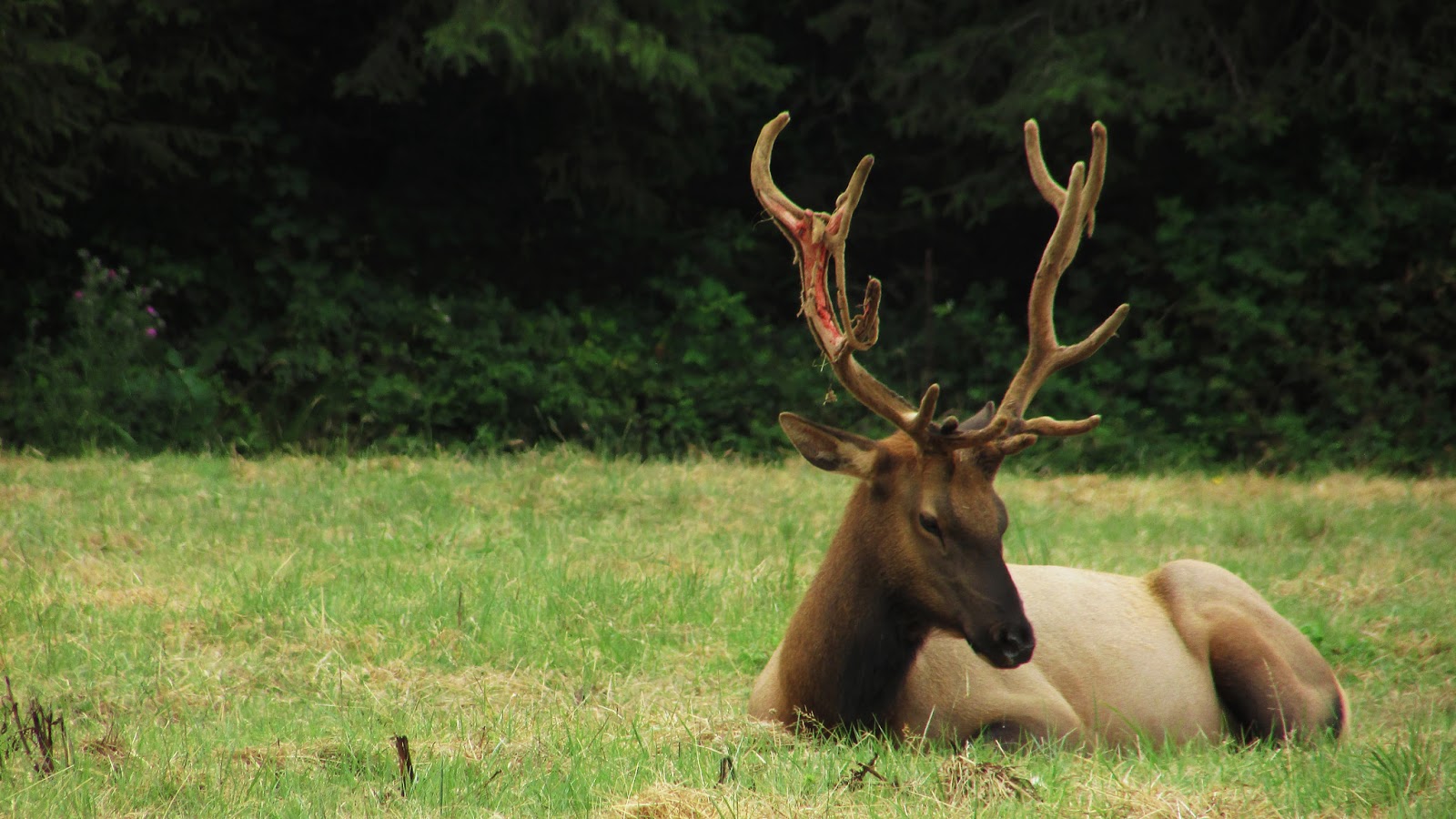 Weird Wonderful Wanderlust: CALIFORNIA: A Gang of Elk