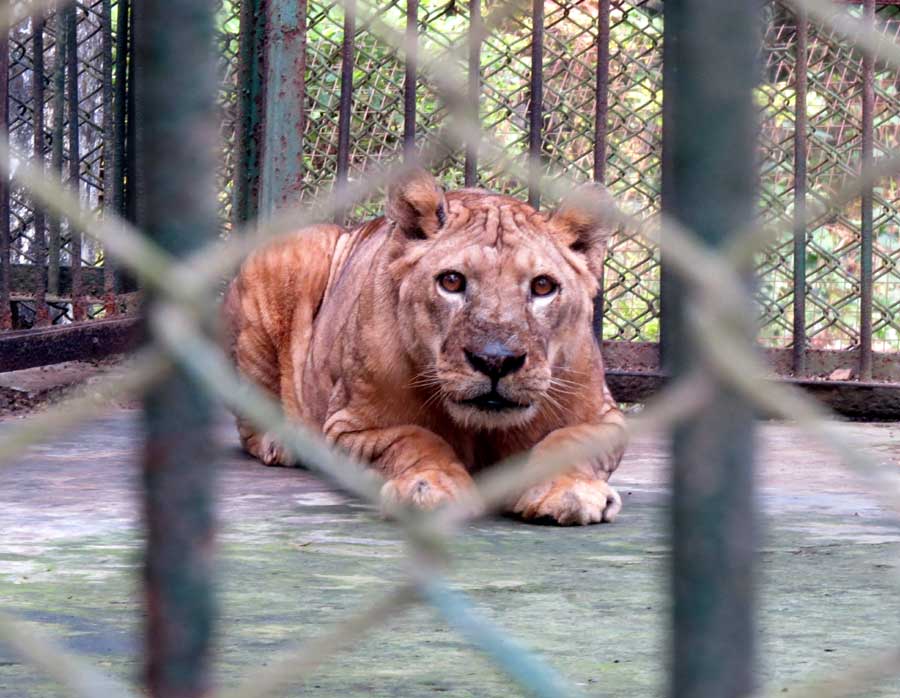 Just About Everything: Tripura; Sepahijala Wildlife Santuary, Boxanagar ...