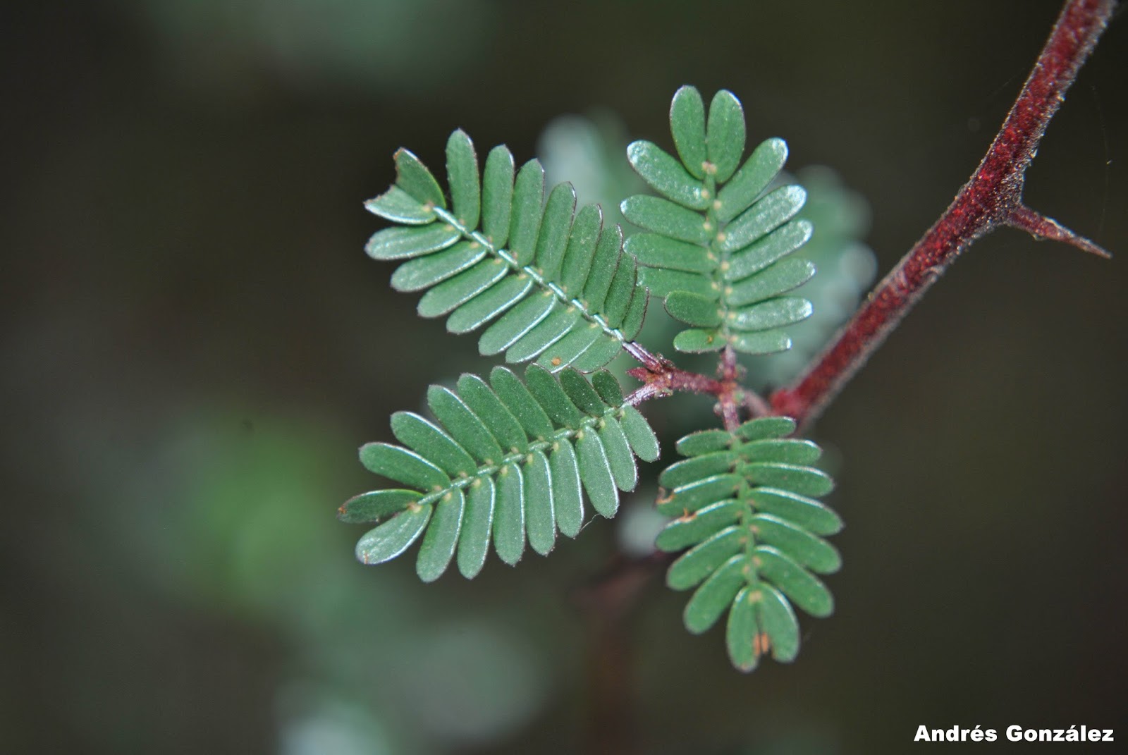 FOTOS DE FLORA NATIVA Y ADVENTICIAS DE URUGUAY : Mimosa uraguensis ...