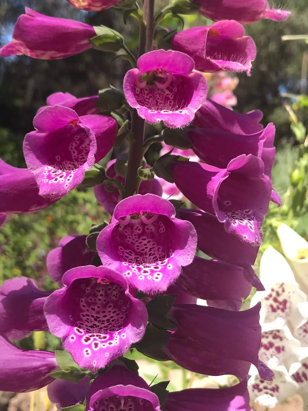 On Discovering A Garden: Gopher Resistant Plants