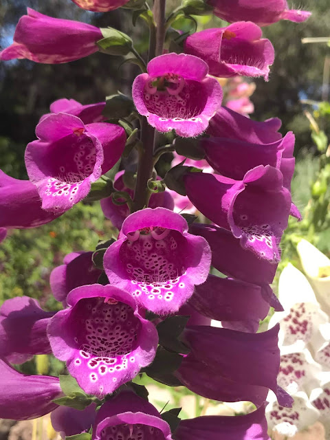 On Discovering A Garden: Gopher Resistant Plants