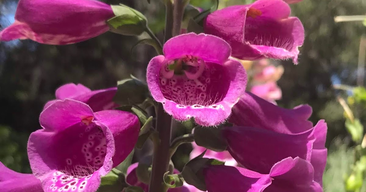 On Discovering A Garden: Gopher Resistant Plants