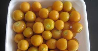 Beneficios de la Uchuva: Bienvenida