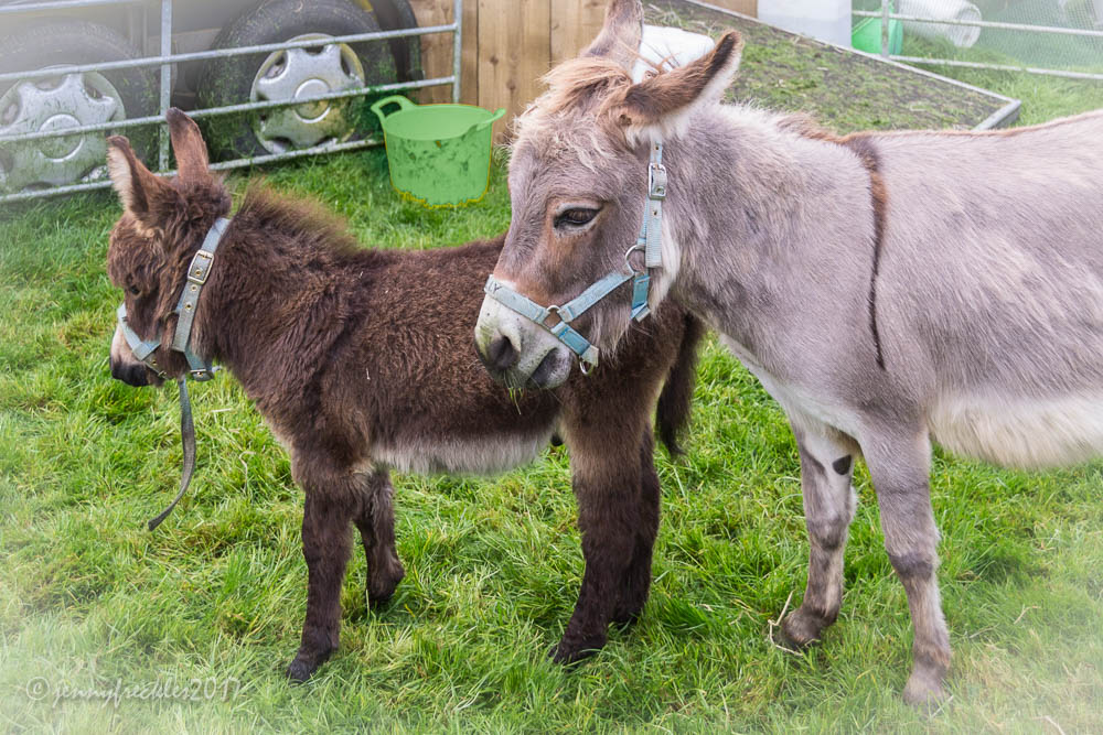 Saltaire Daily Photo: Baa, neigh, moo.