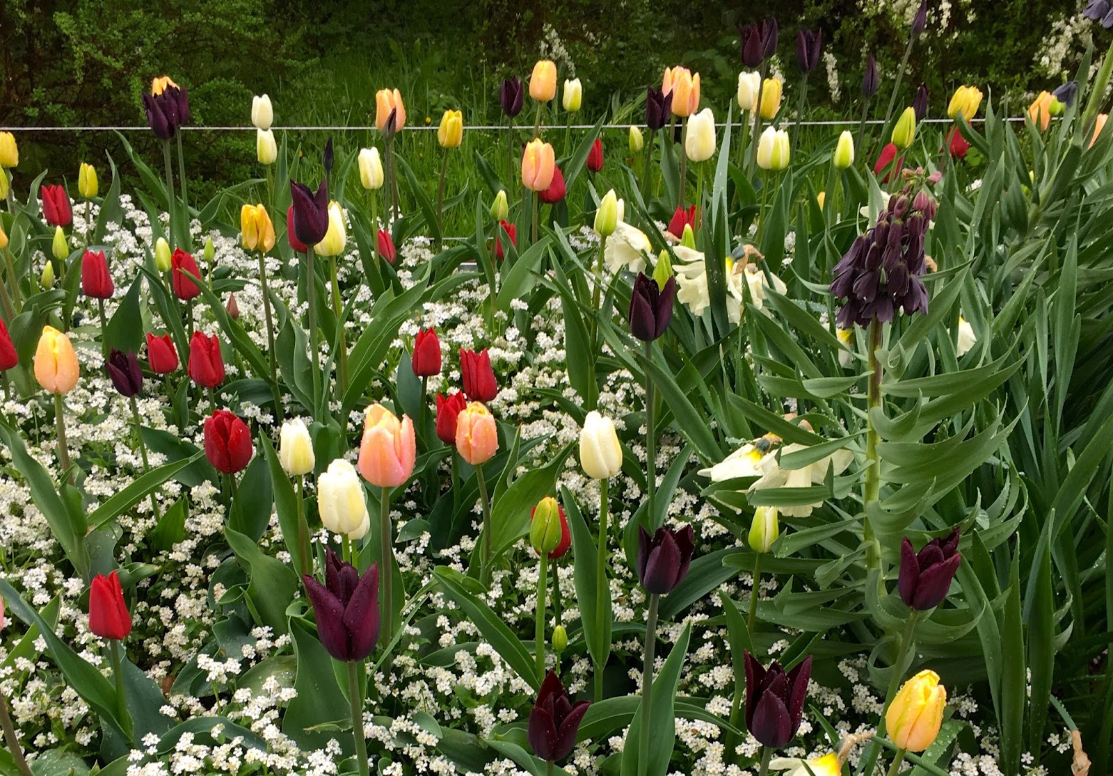 Trädgårdsdrömmar i Väst: Tulpaner, tulpaner, tulpaner!