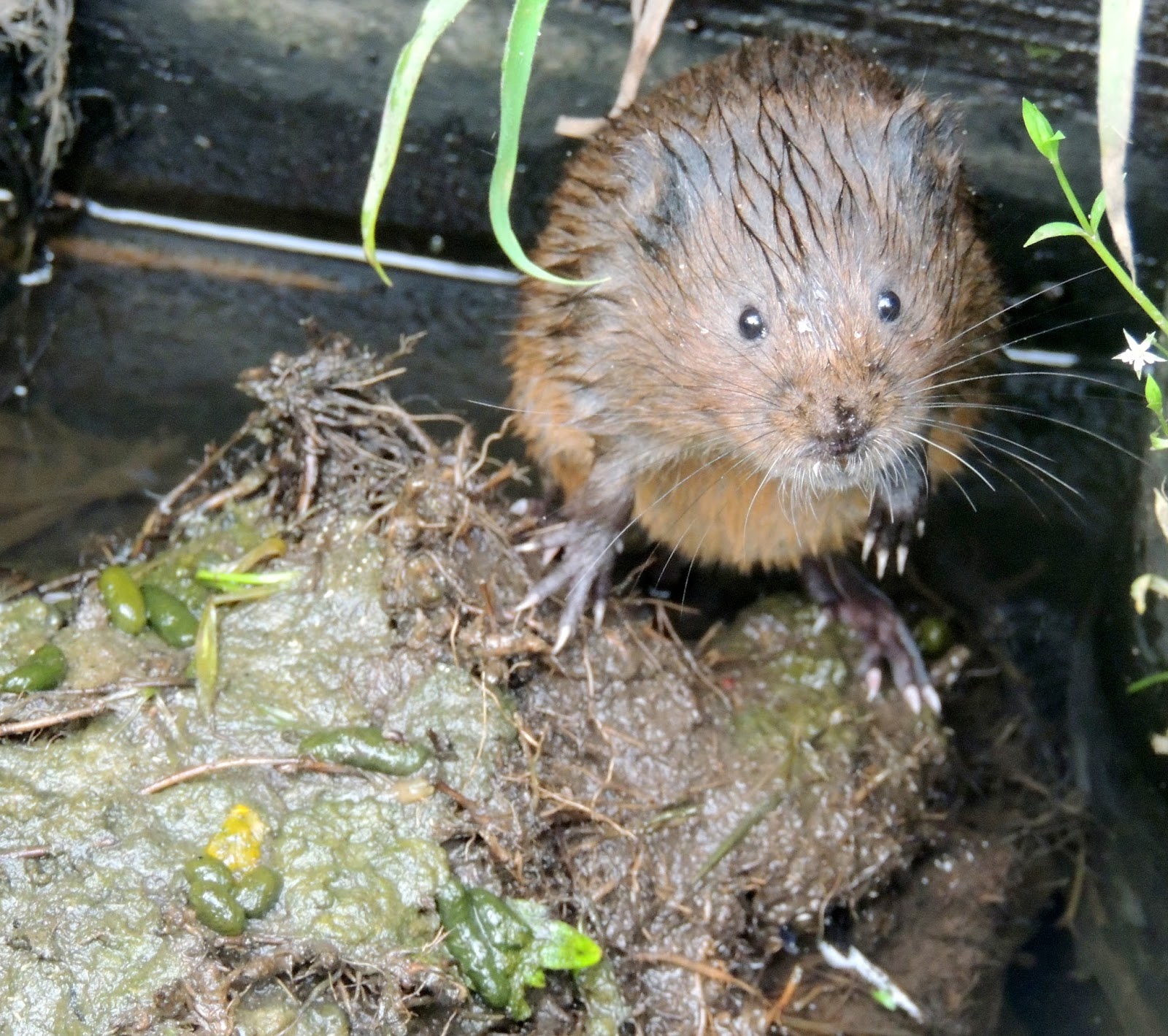 About a Brook: Baby Water Voles at Play