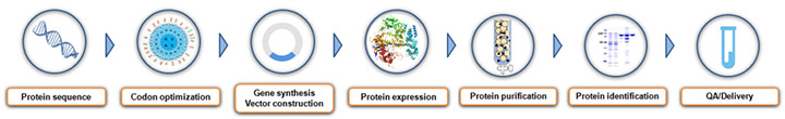 Bacterial Expression System: Protocol For Bacterial Protein Expression ...