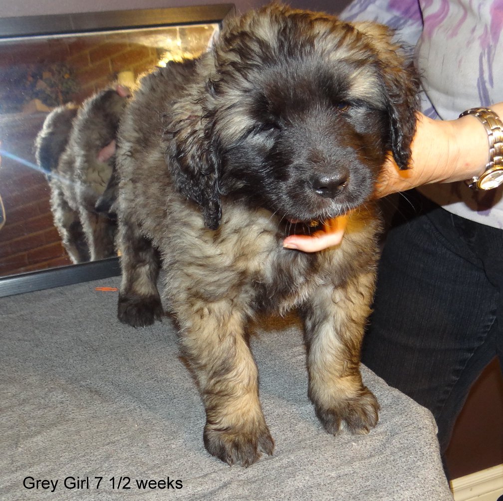 Heronview Leonbergers: Conformation shots of puppies
