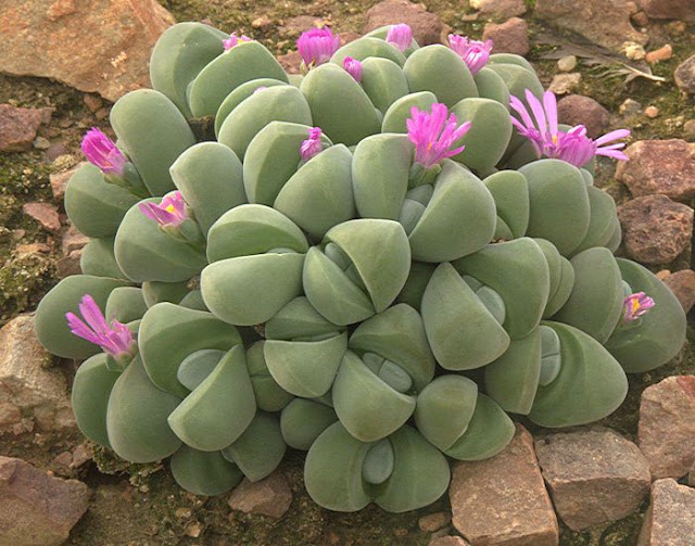 How To Grow Lithops Cactus - swimguide