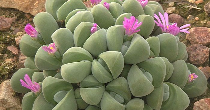 How To Grow Lithops Cactus - swimguide