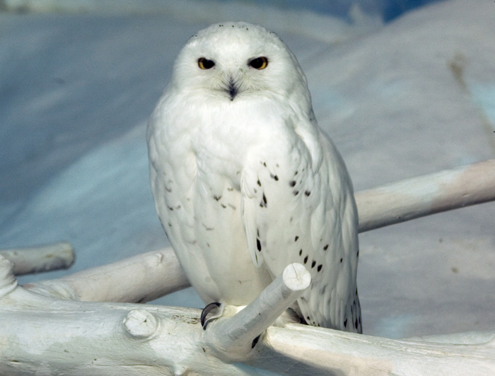 Snowy Owl - True Wildlife Creatures