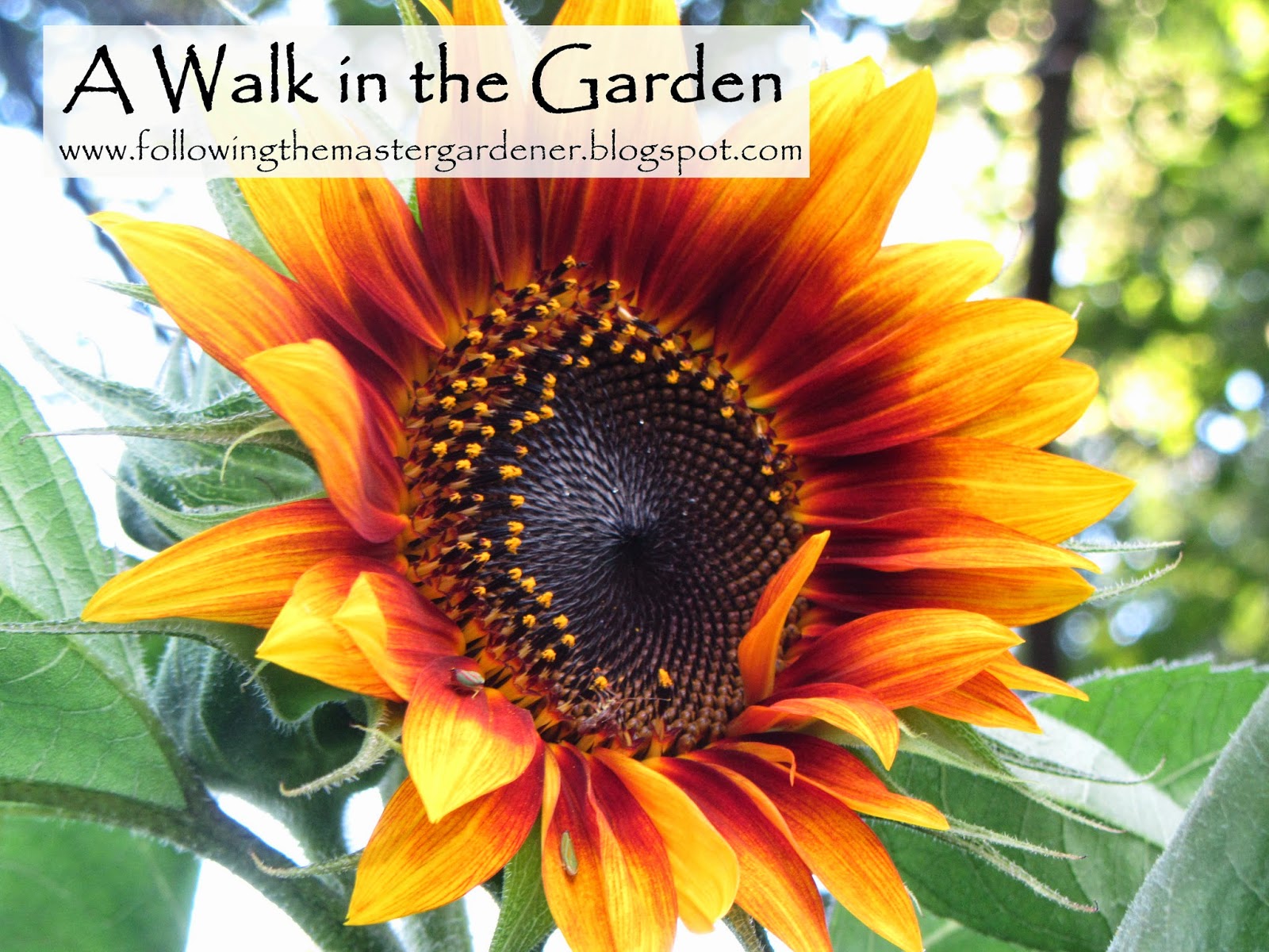 Following the Master Gardener: A Walk in the Garden