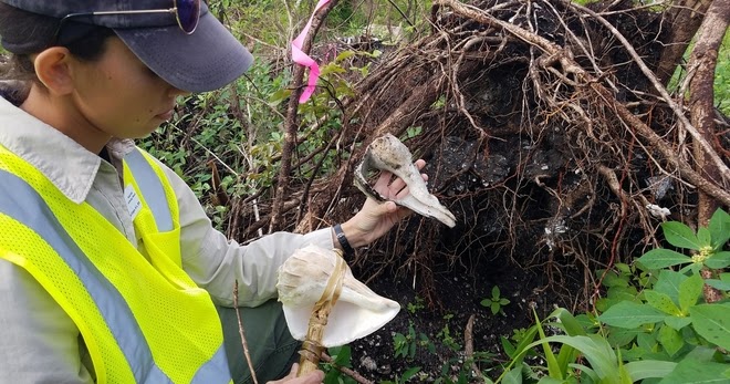White Wolf : Hundreds Of Calusa Tribe Artifacts Unearthed By Irma To Be ...