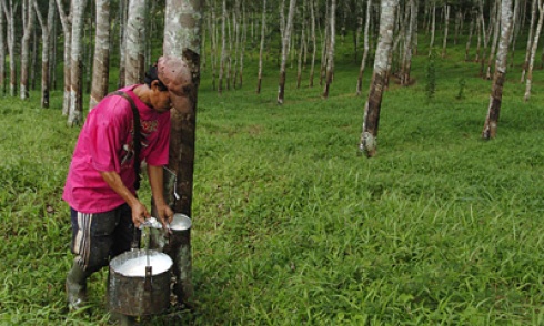 Perkebunan di Nusantara: PTPN VI Akan Kembangkan 10 Ribu Hektare ...