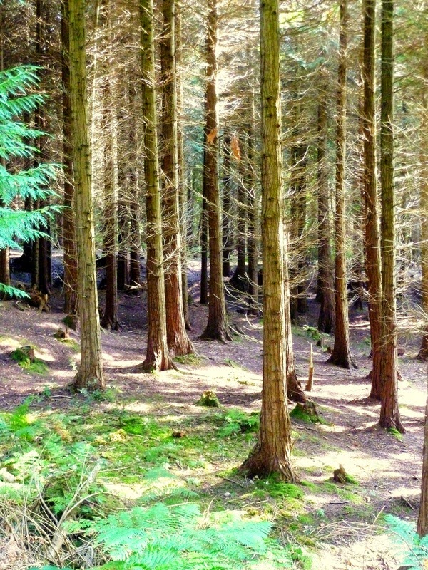 Lin's Isle of Wight Walking Blog: Walk 29 - Parkhurst Forest - 4.5 miles