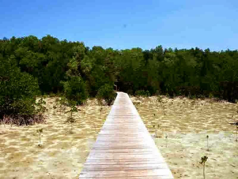 Hutan Mangrove Karimunjawa - Tracking mangrove