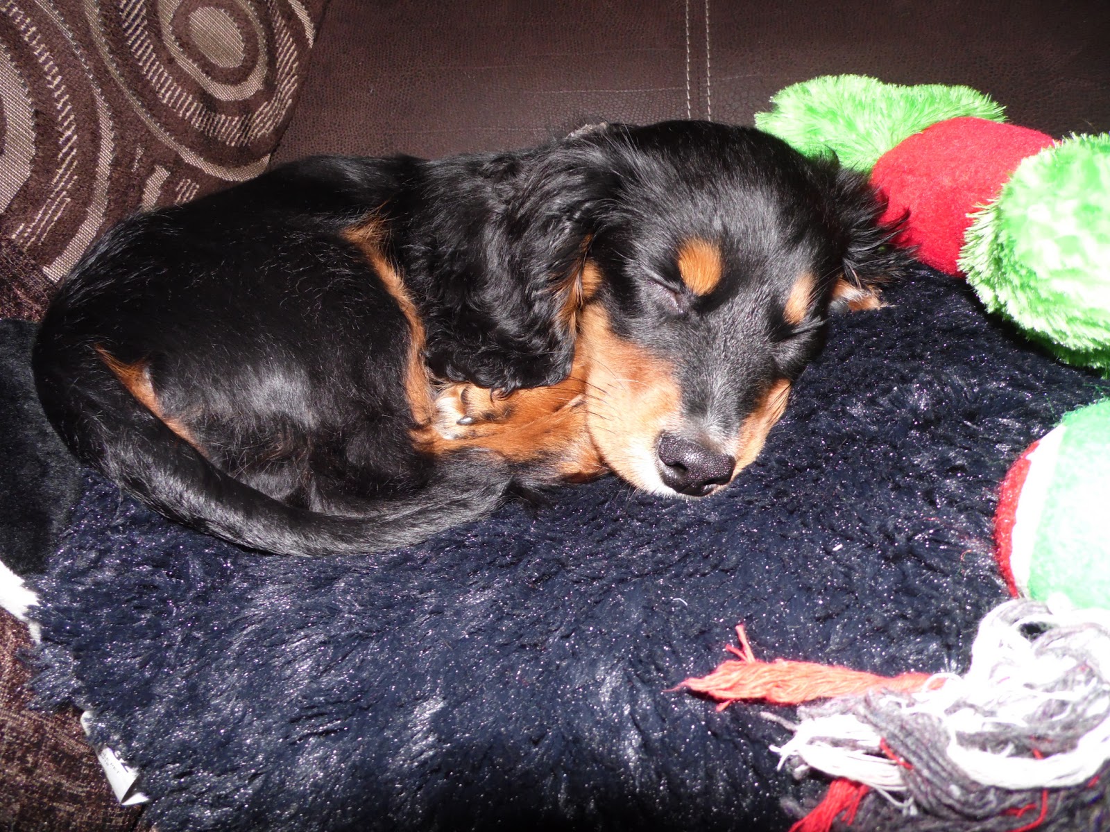 Worldly Wonders: Dashalier