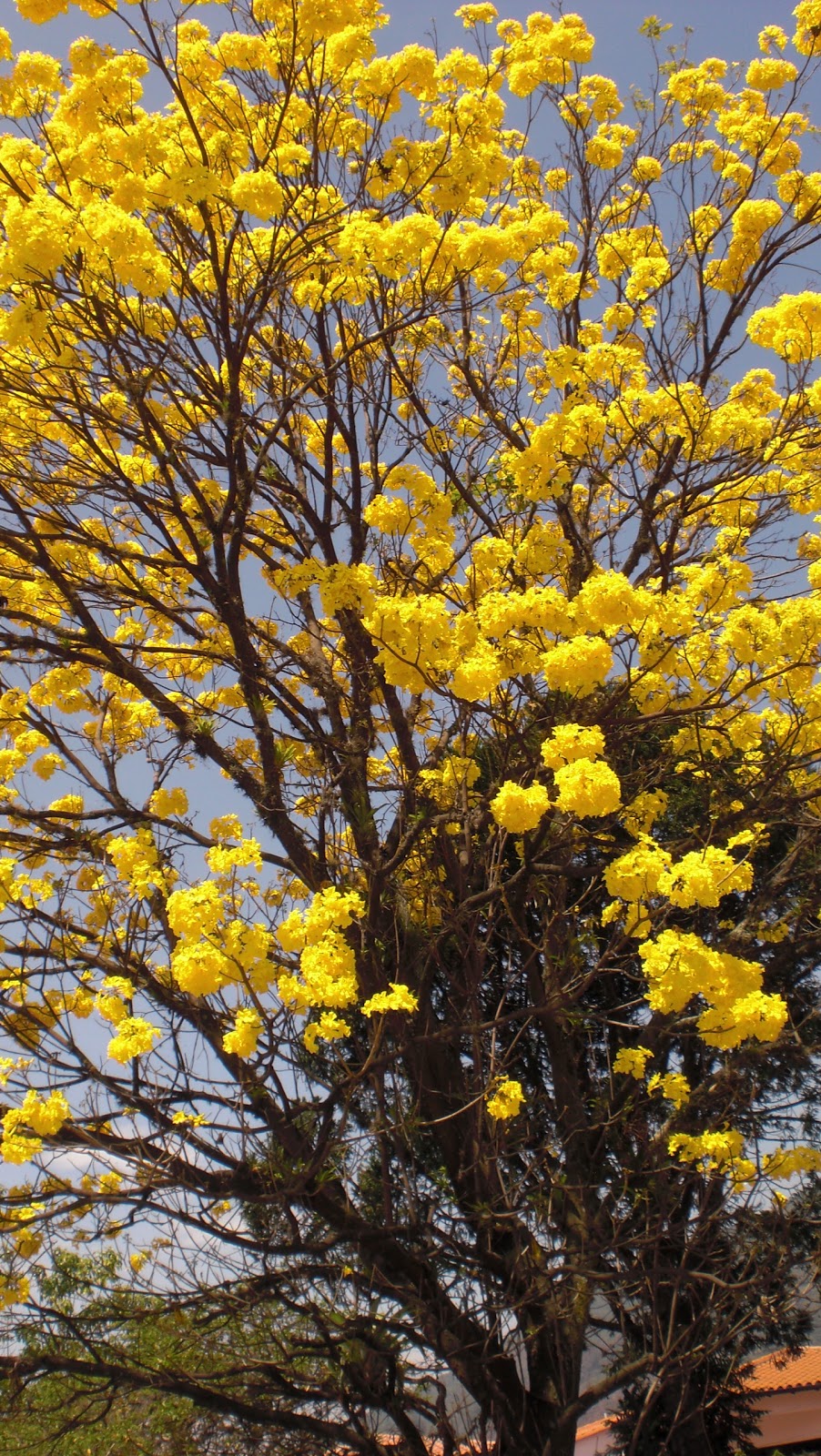 El Araguaney: Árbol Nacional ~ Simplemente Venezuela (Veneçiuela)