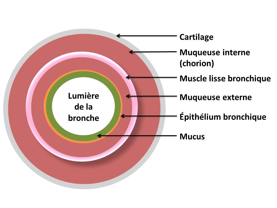 L'asthme de A à E: Fonctionnement normal des voies respiratoires