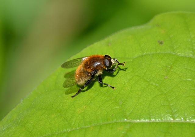 Woods Walks and Wildlife: High Spring in the Woods