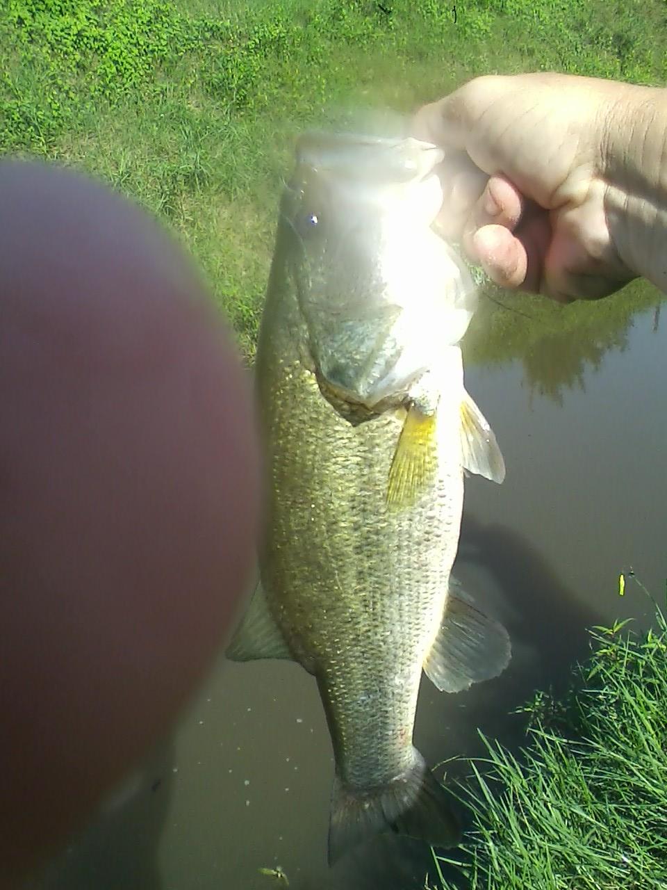 Crooked Antler: Urban Gully Fishing with the California Chapter President