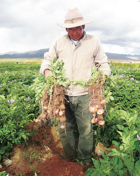 Semillas Andinas’ elevó el rendimiento de los cultivos en 67% y los ... Semillas Andinas’ elevó el rendimiento de los cultivos en 67% y los ...