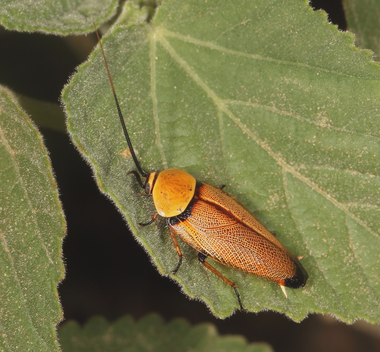 BunyipCo: Around the Lights