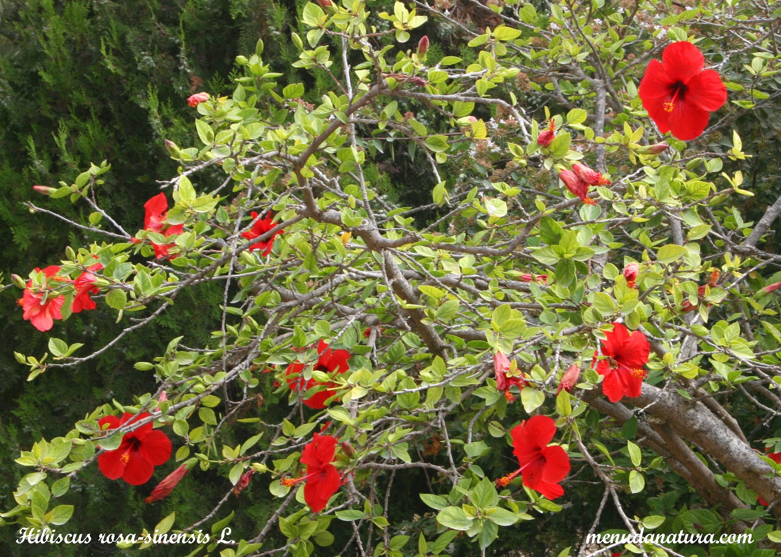 El Jardí de Menuda Natura: Hibisc de la Xina.