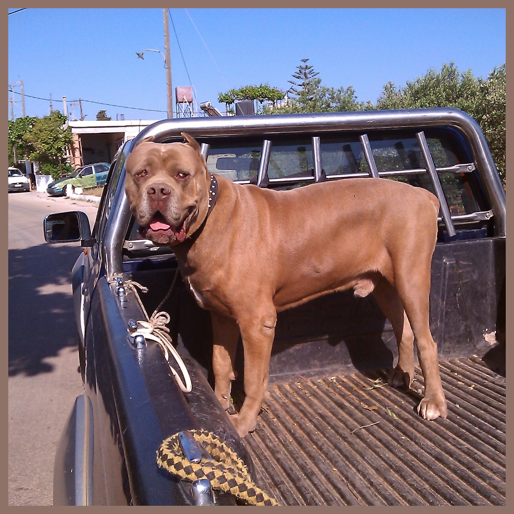 BANDOGFARM REGENCY MASTIFF FROM GREECE: BANDOG FROM BANDOGFARM