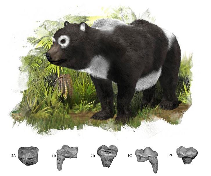 Species New to Science: [Paleomammalogy • 2012] Kretzoiarctos beatrix ...