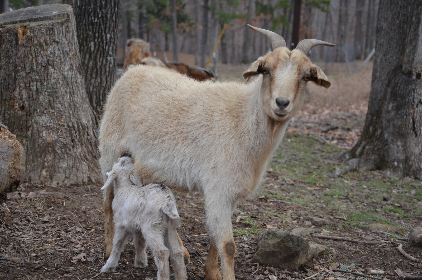 HORSESHOE CANYON RANCH MEAT GOATS