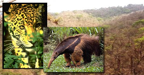 fauna y flora tumbesina: Zona Reservada de Tumbes