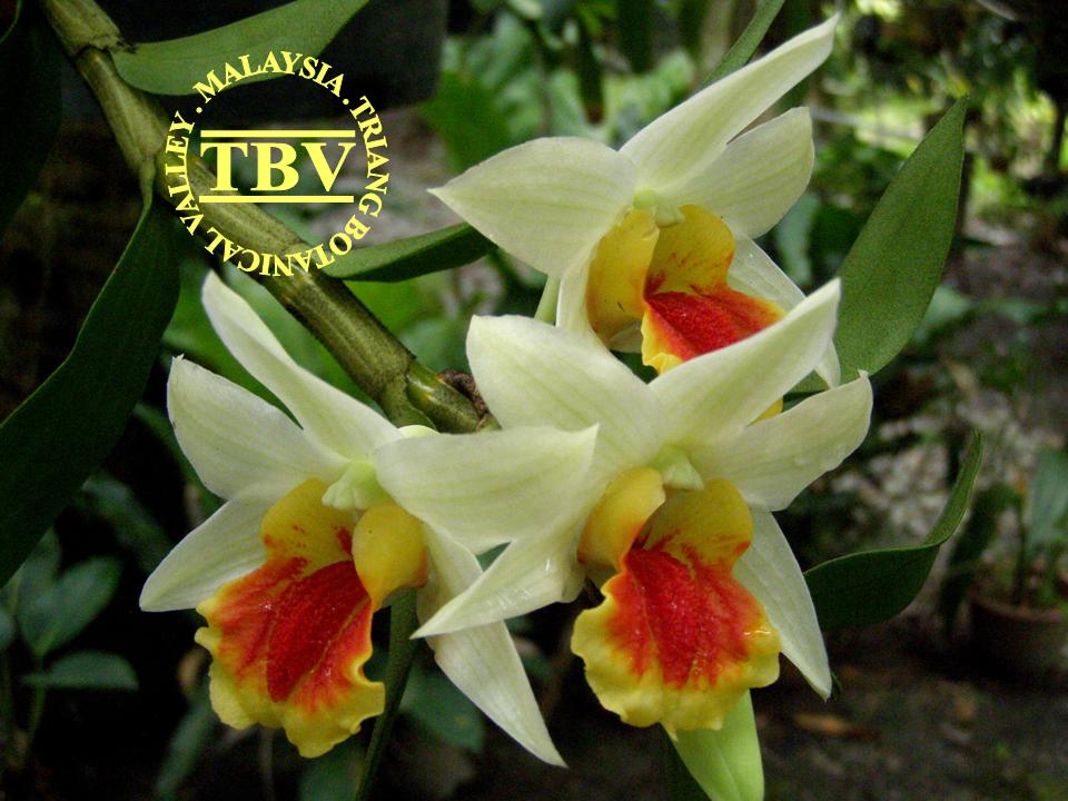 Triang Botanical Valley: Dendrobium Formosum type