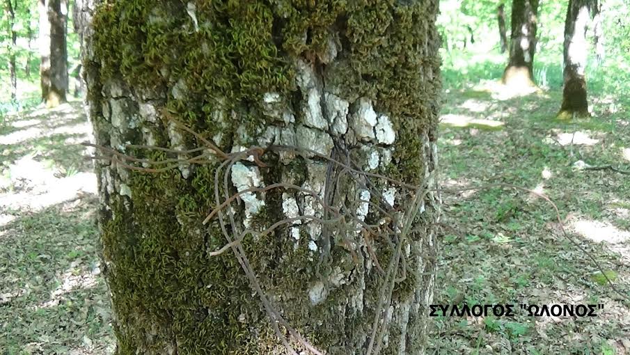 ΟΡΕΙΝΗ ΗΛΕΙΑ: ΤΕΧΝΙΚΕΣ ΚΑΤΑΣΤΡΟΦΗΣ ΔΕΝΔΡΩΝ ΔΡΥΣ ΣΤΟ ΔΡΥΟΔΑΣΟΣ ΤΗΣ ΦΟΛΟΗΣ