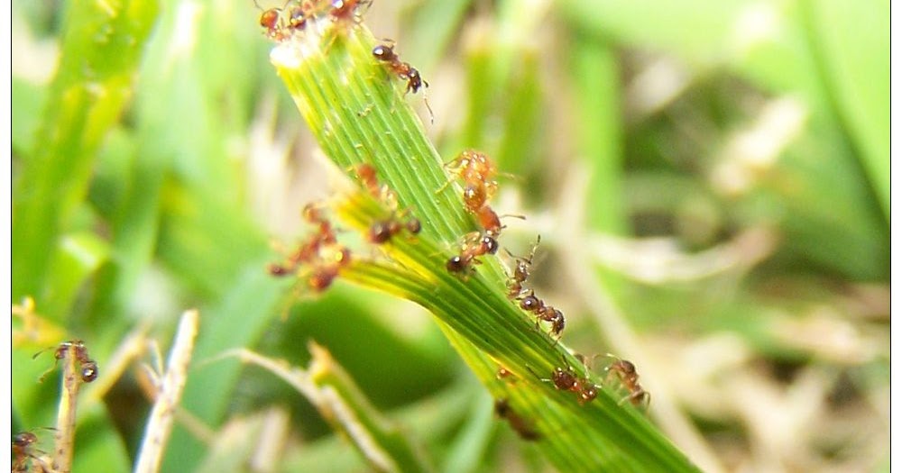 Why does God say 'look to the ant'?