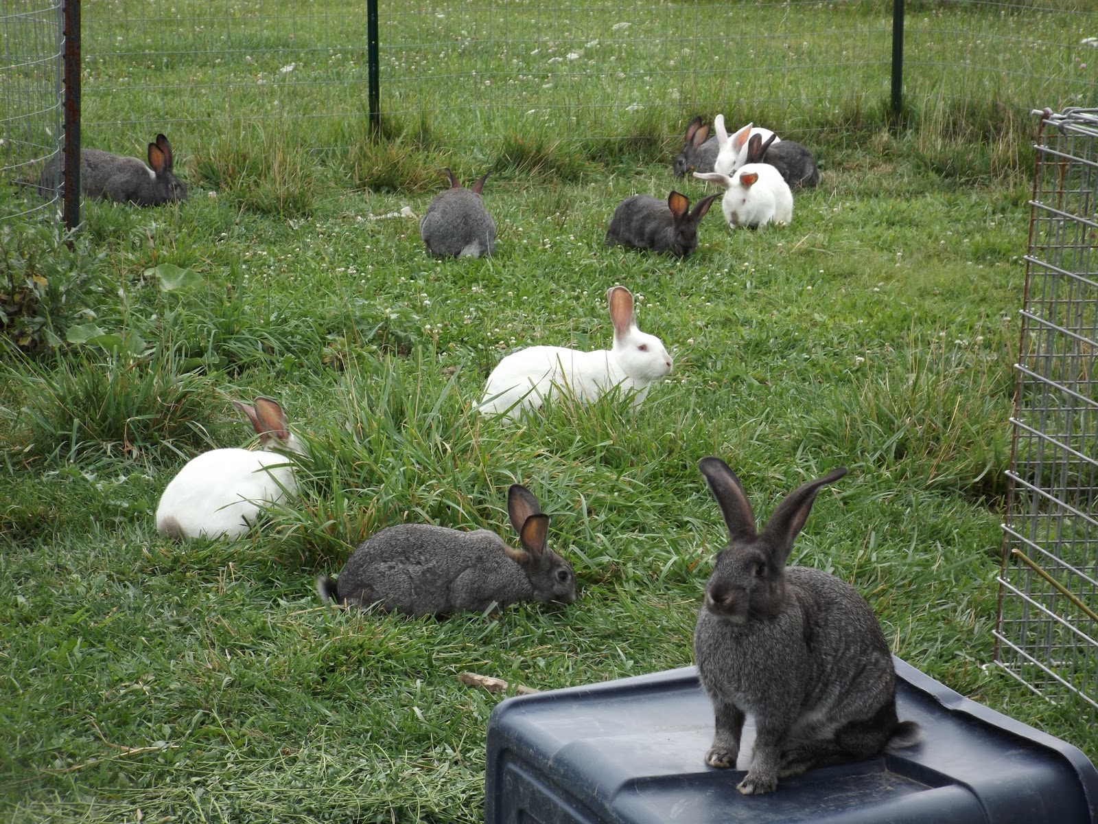 Little Bear Swamp Farm: Posting for limited time, for someone ...