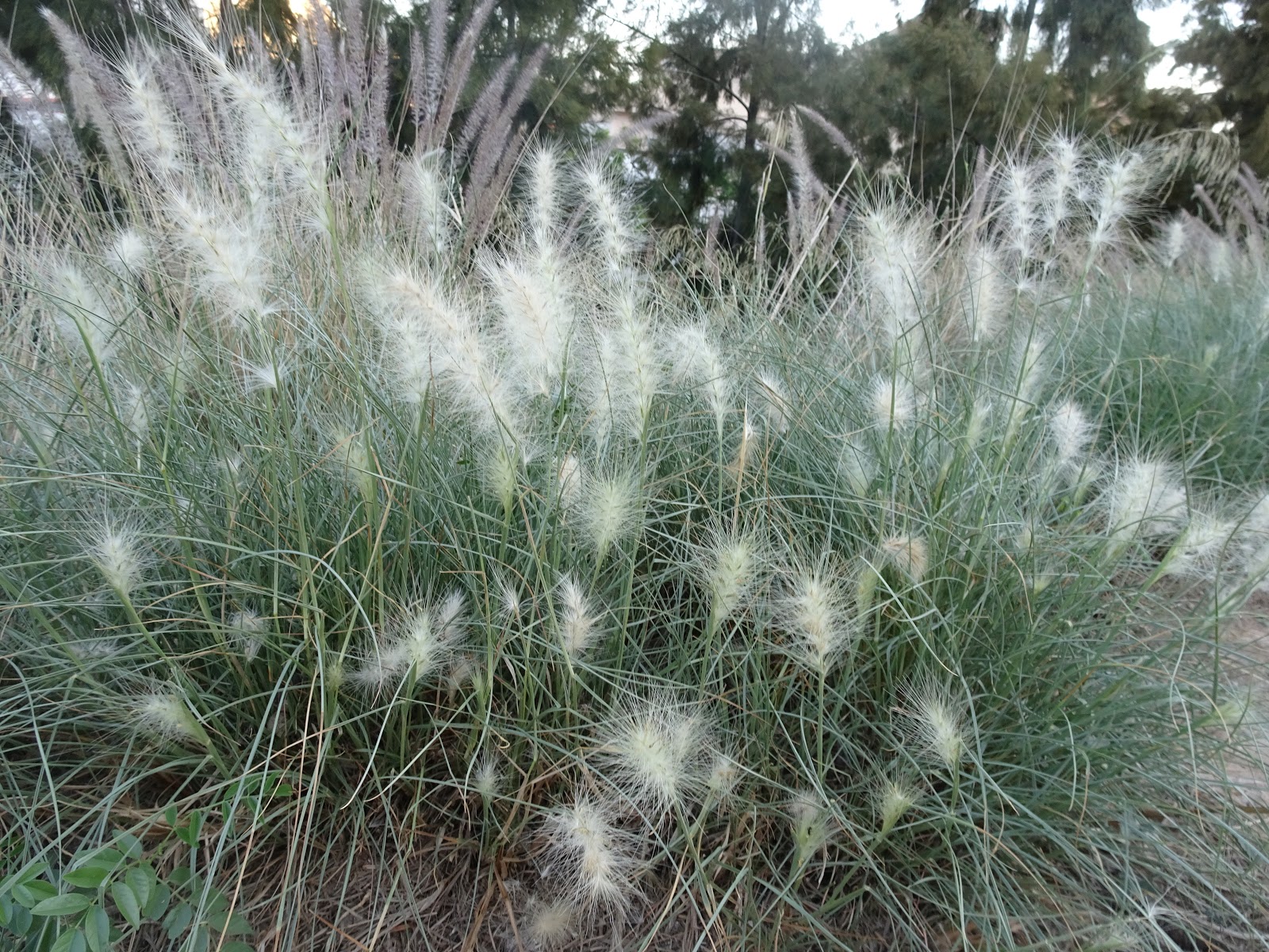 HERBARIO VIRTUAL DE BANYERES DE MARIOLA Y ALICANTE: Pennisetum villosum ...