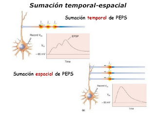 Es posible aprobar neuro, si sabes cómo.: Sinapsis excitatoria e ...