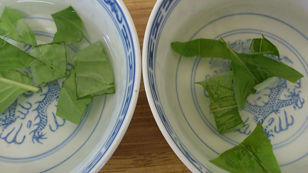 Vineyard Paul: Basil - Tear or Chop