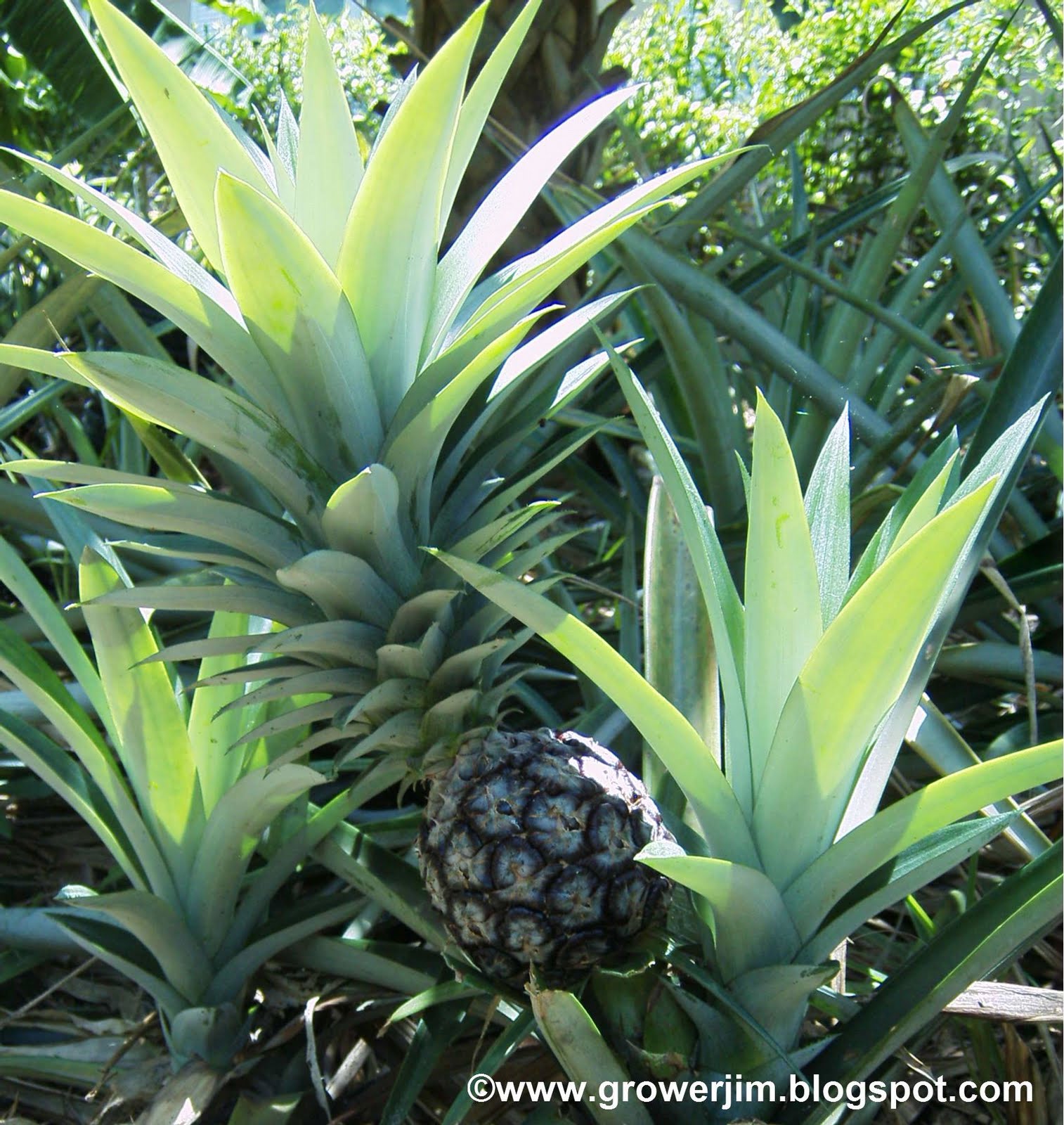 All About Living Things: Life Processes: Plants Reproduce