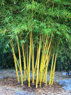 Bambu kuning, tanaman bambu kuning biasa, bambu kuning murah | Tukang Taman