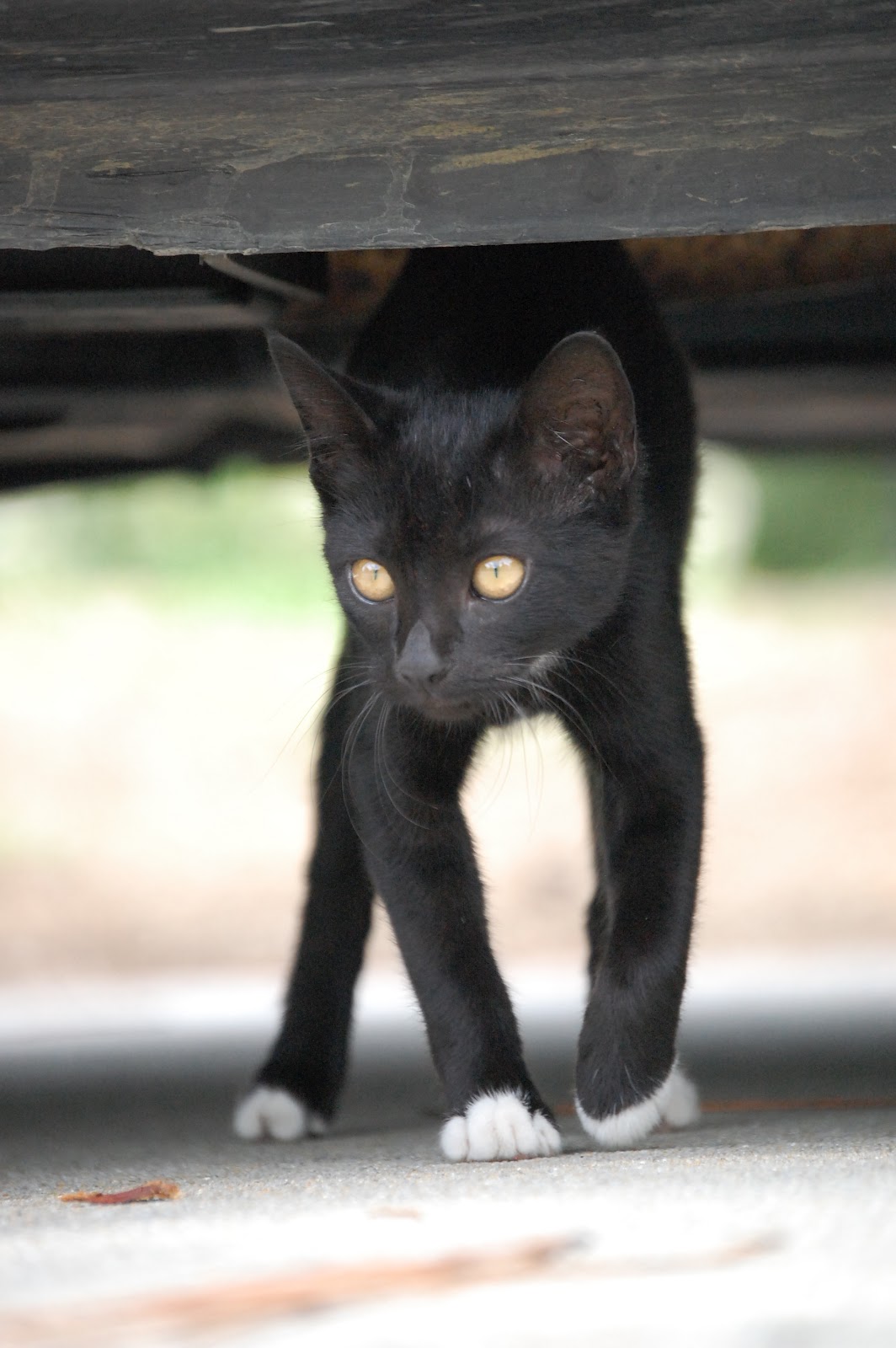 Be Serious: Cats Yuck