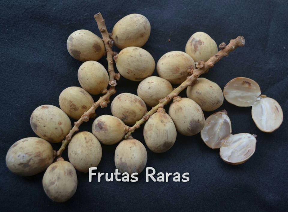 Lansium domesticum - Langsat, Lansão, Duco, Duku, Longkong.